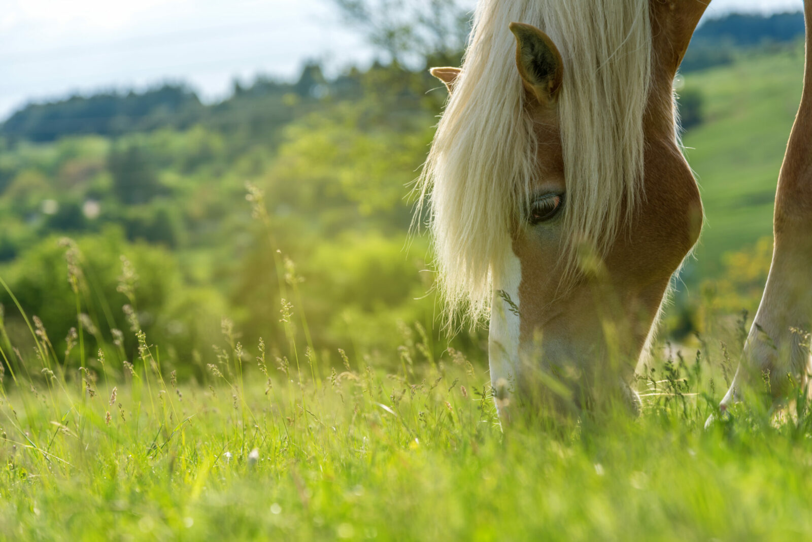 Tips om je paard te laten wennen aan voorjaarsgras | CAVALOR