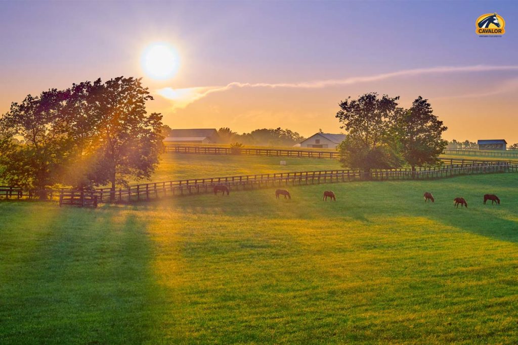 Different types of forage - Grass, Hay, Silage, Lucerene, ... | Cavalor