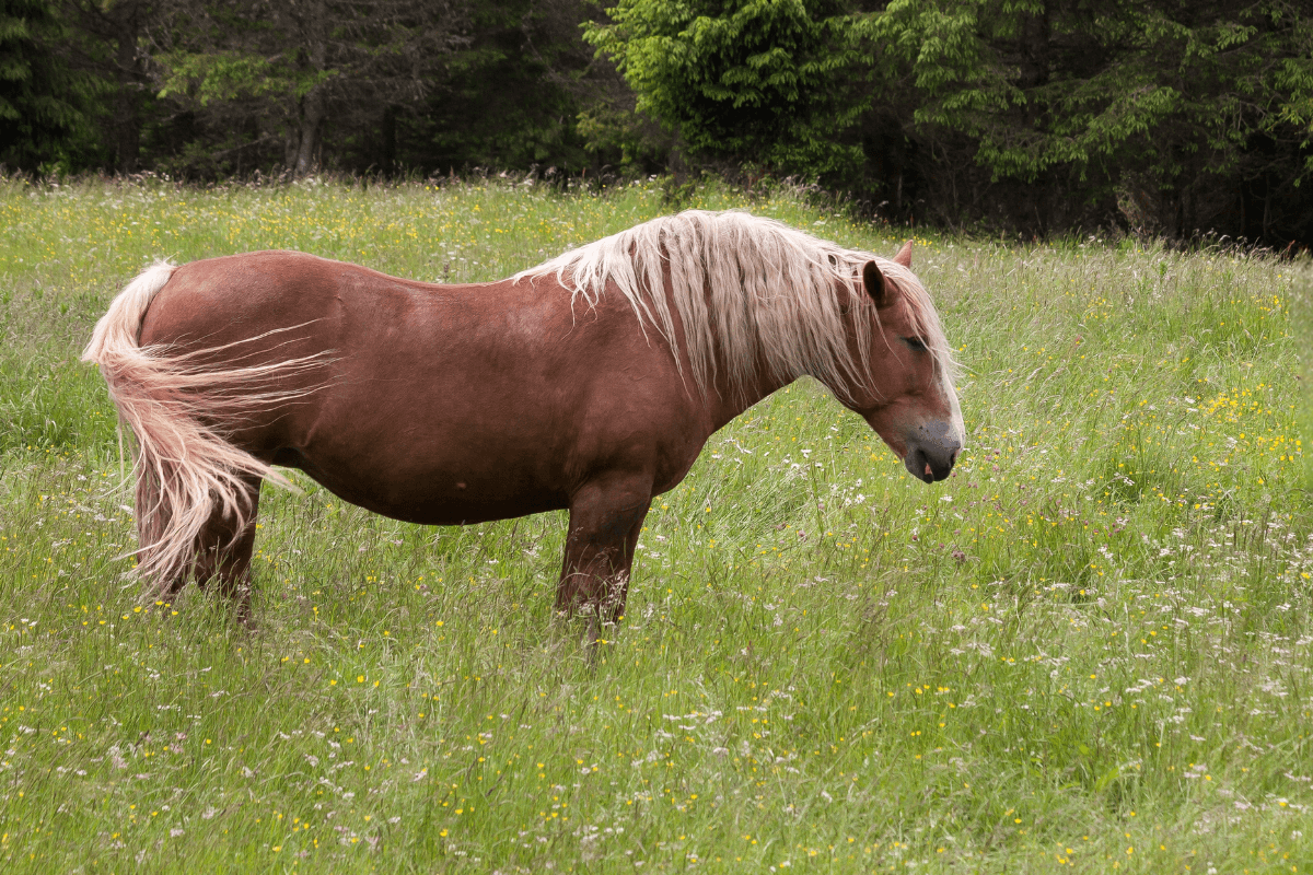 Alles over voeding en hoefbevangenheid | CAVALOR